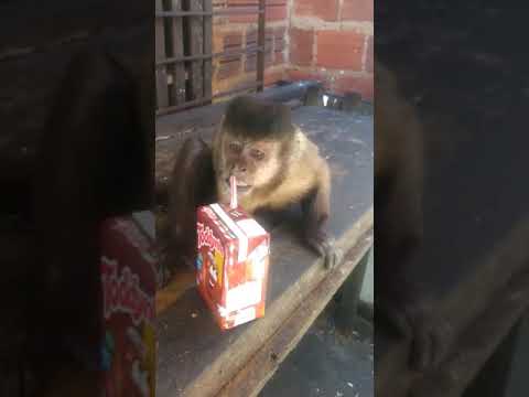 Macaco chico tomando todinha 🤤🤪😂😂 - YouTube