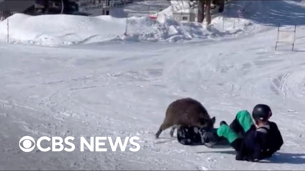 Wild boar attacks two snowboarders at Japan resort - YouTube