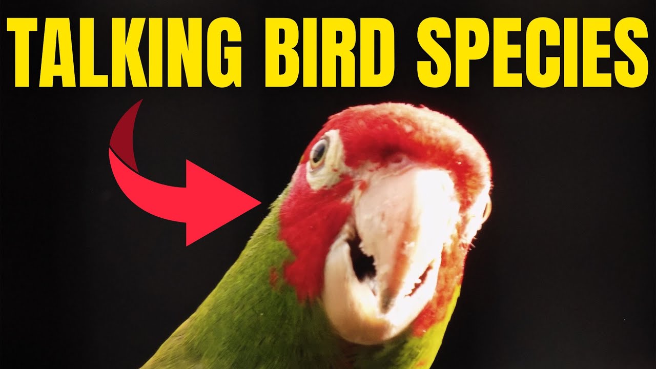 Talking Bird Species Most People Regret Not Knowing - YouTube