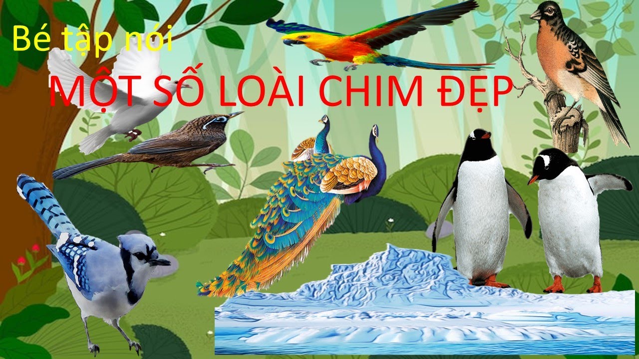 bé tập nói các loài chim/tiếng kêu động vật/DINO CHANNEL 3 - YouTube
