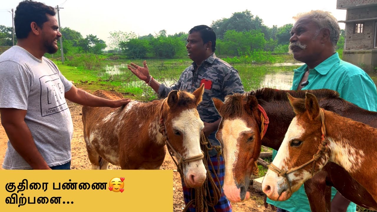 Kuthirai valarpu in tamil / Kuthirai valarpu murai / Nattu Kuthirai ...