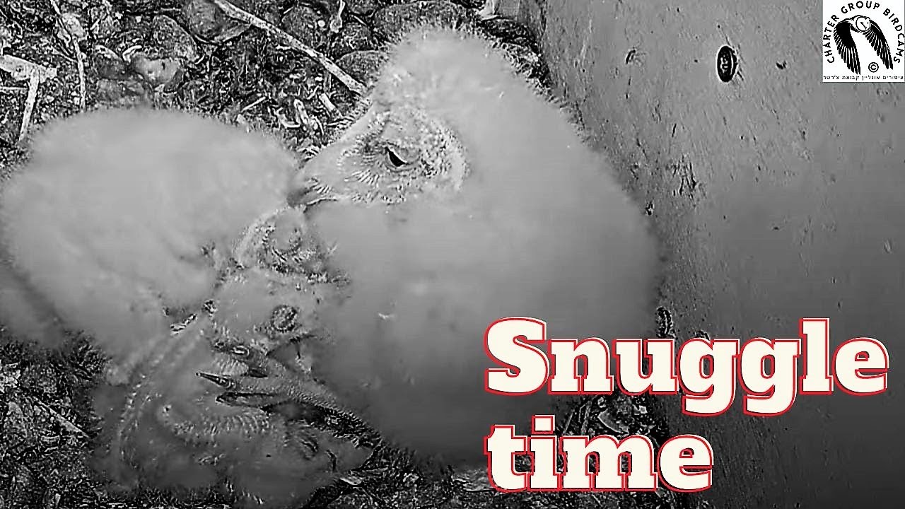 Cute and Cuddly: Four Barn Owl Nestlings Snuggle Up in Nest - YouTube