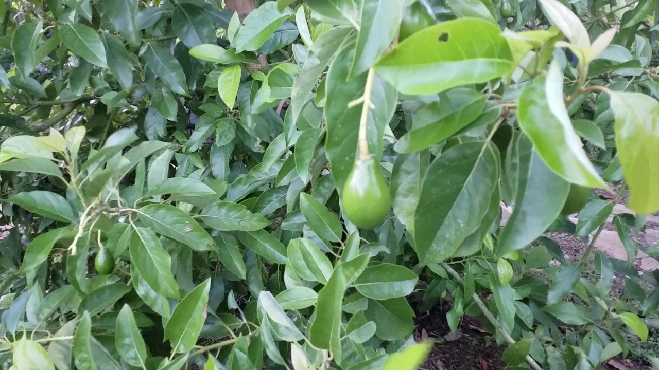 Texas Avocados - YouTube
