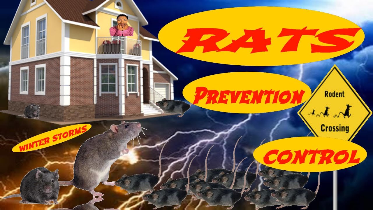 Rat Attacks / Infestation Rises During Winter Storms - YouTube