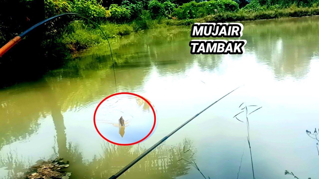 Mancing Mania | Mancing MUJAIR DI TAMBAK Umpan Lumut | Fishing Videos ...
