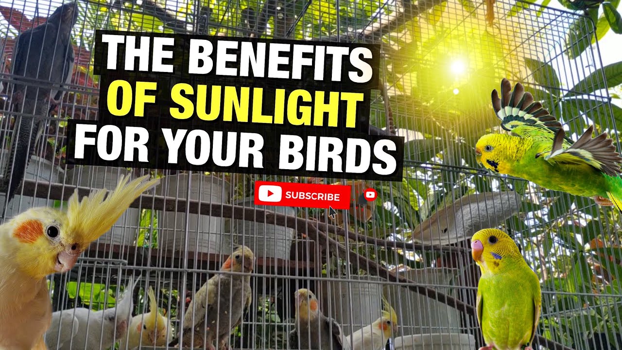 THE BENEFITS OF SUNLIGHT FOR YOUR BIRDS - YouTube