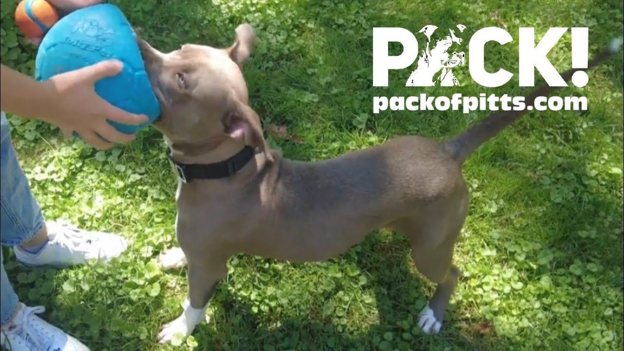 UKC Pit Bull 7 Month Raging Bull - YouTube