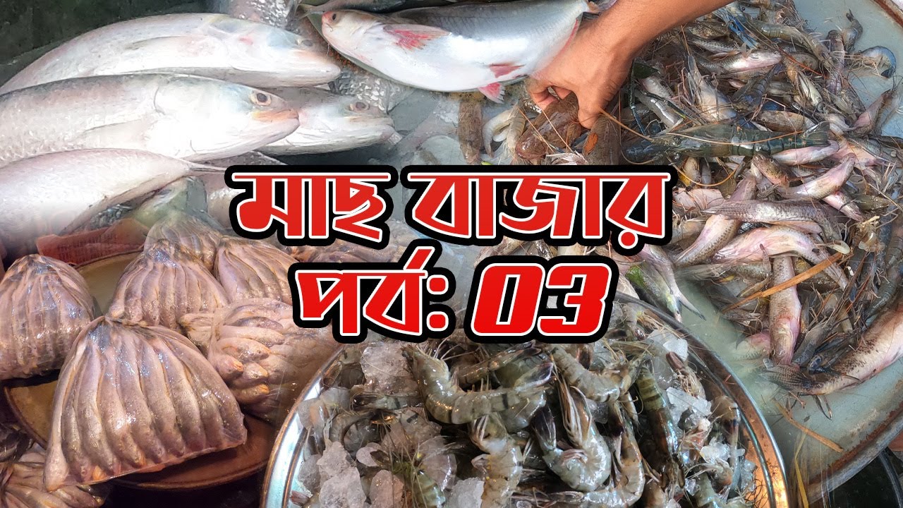 Damudya Fish Market- Part 03. ডামুড্যা মাছ বাজার, পর্ব : ০৩ - YouTube