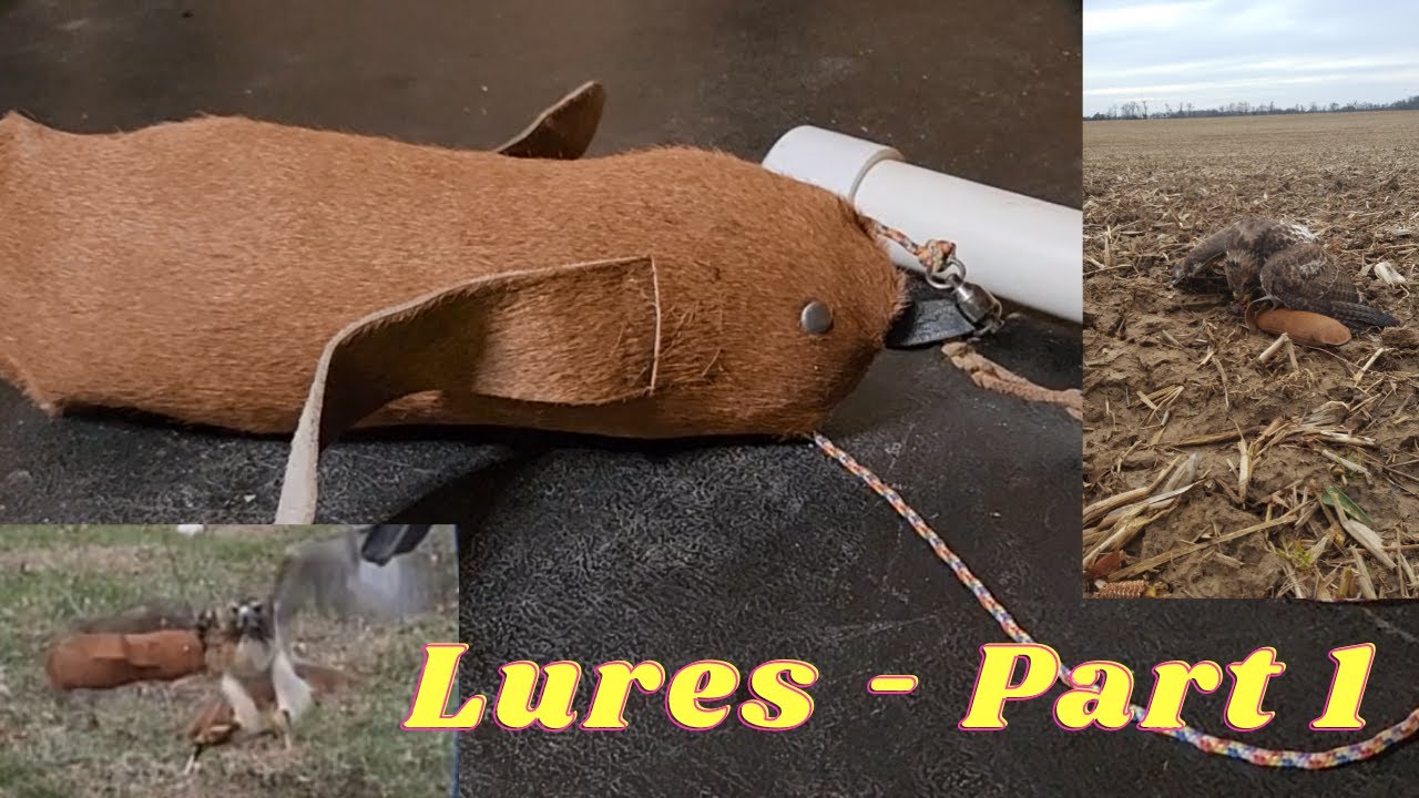 Falconry Words - Lures - Part 1 - YouTube