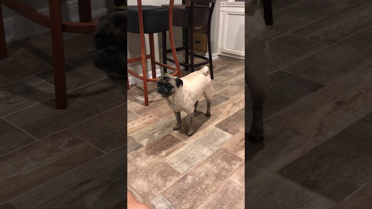 Screaming pug - YouTube