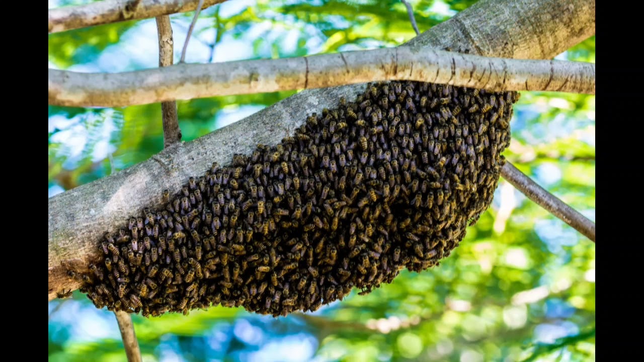 Mga Pamahiin Tungkol sa Bubuyog - YouTube