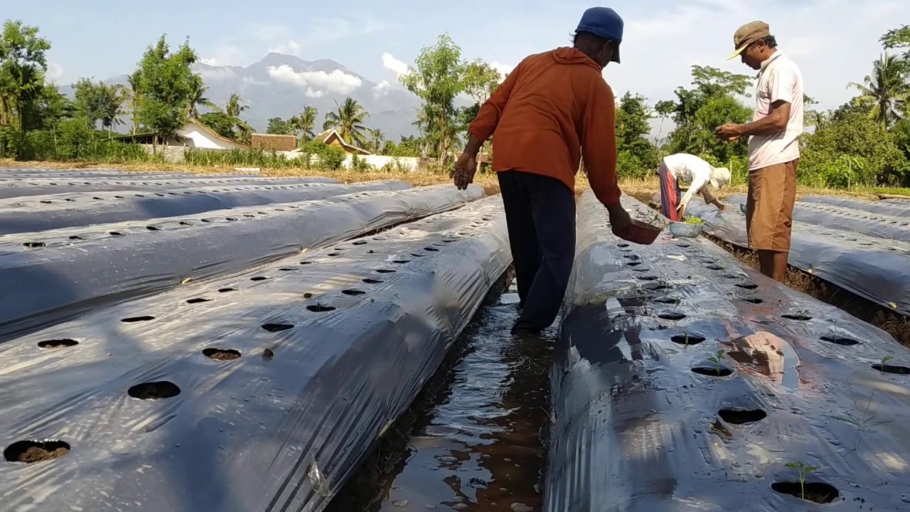 #Proses Penanaman Cabe Rawit #Benih_unggulan_Setia. #Petani_indonesia ...