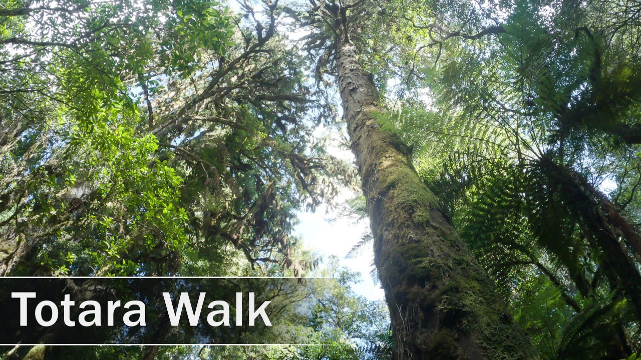 Totara Walk, Waikato, New Zealand | 4K - YouTube