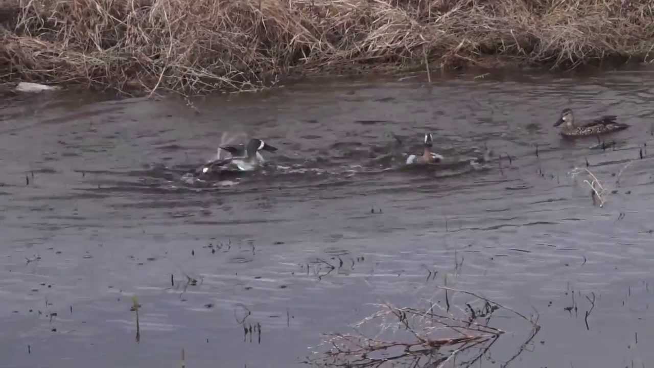 Introduction to the Delta Duck Cam - YouTube