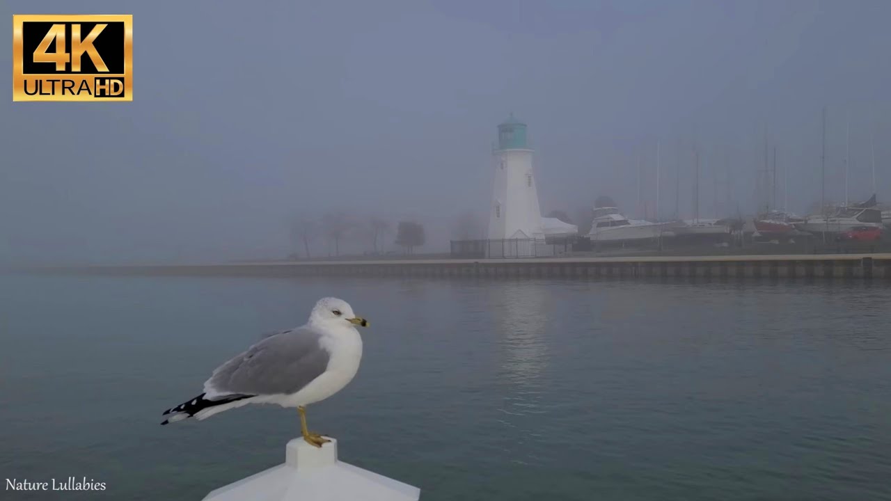 4K Seagull by Lighthouse Foggy Ambient Relaxation Soothing Healing ...