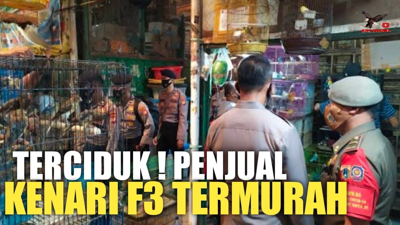 KETAR-KETIR ! TERCIDUK PENJUAL KENARI F3 TERMURAH DI PASAR ! JANGAN ...