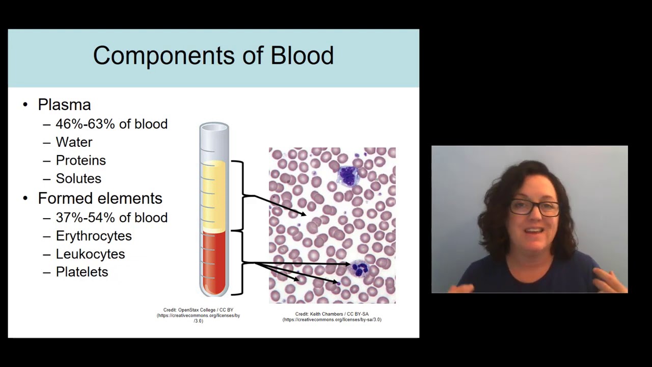 BIO 272 Blood Introduction - YouTube