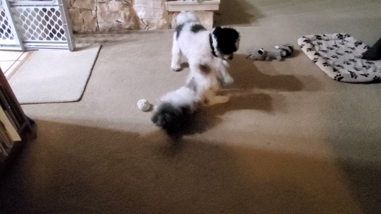 Two dogs playing and mounting each other - terrier and Maltese ...