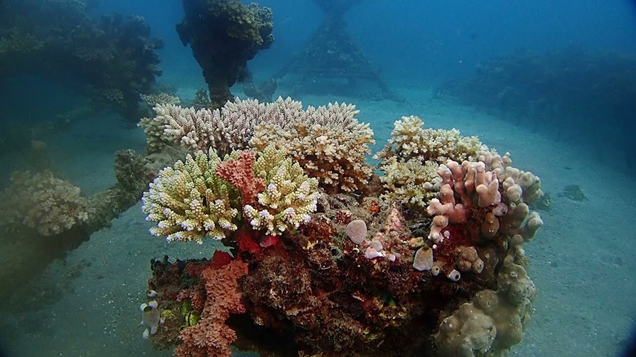 Biorock Electric Coral Reef structures, Pemuteran, Bali Sept-0521 - YouTube