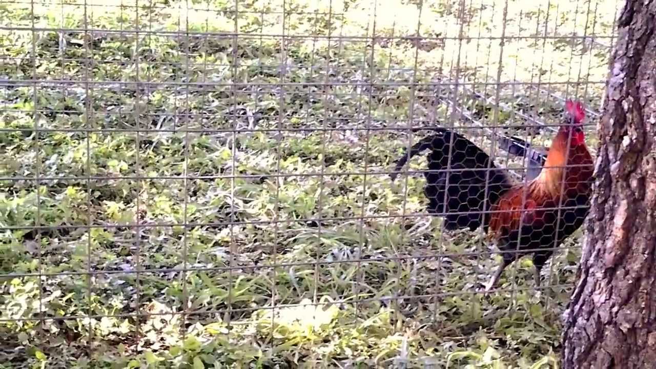 POLLOS Penny Hatch Y Mel Sims Brown Red - YouTube