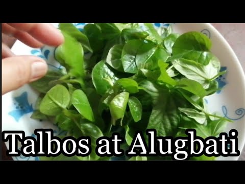 Talbos at Alugbati Harvesting time 😅 - YouTube