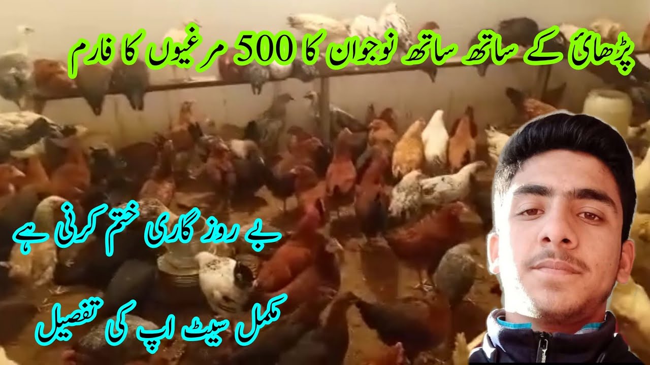 Small Golden Misri Farm Setup by a Student || 500 Hen Farm || Detailed ...