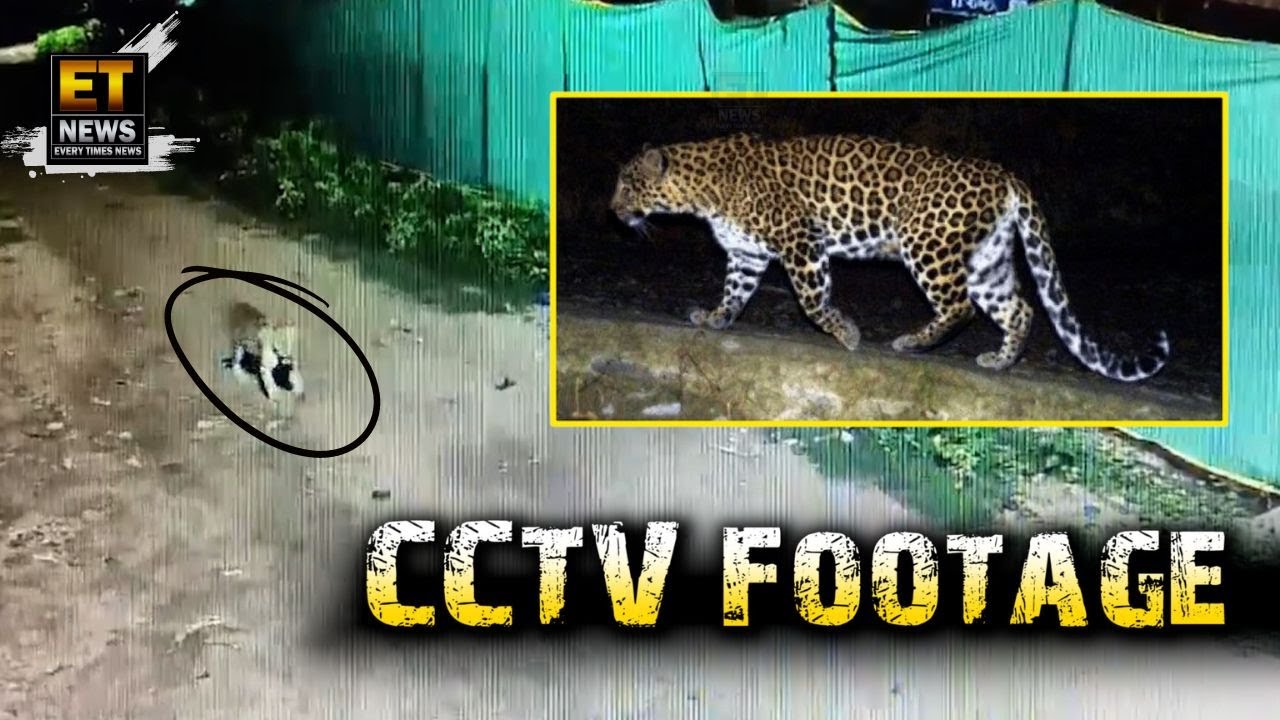 Leopard (Tendwa) Phir Se Aaya Nazar, Mahanandi Mandir Ke CCTV Camera ...