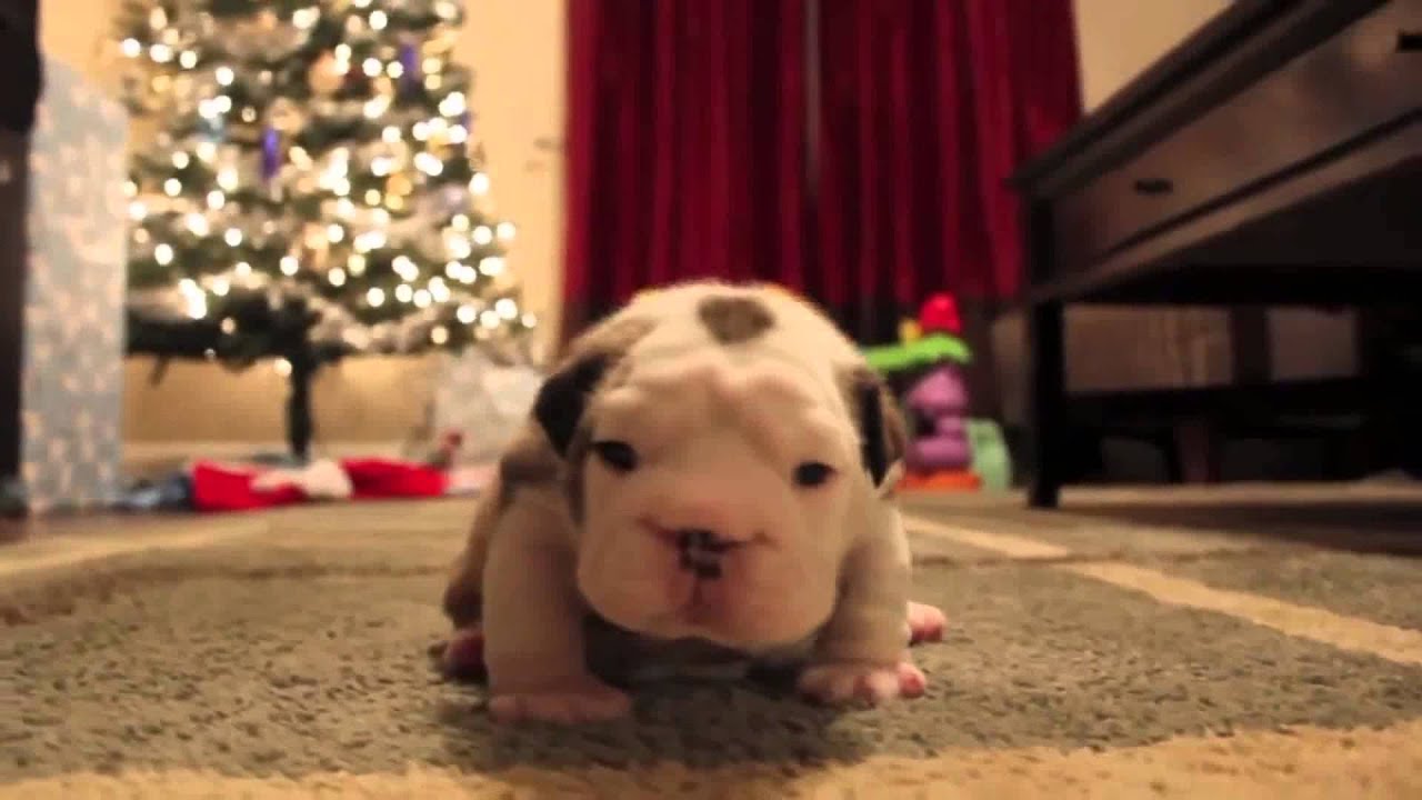 El cachorro mas tierno del Youtube trata de caminar y SE ENFADA ...
