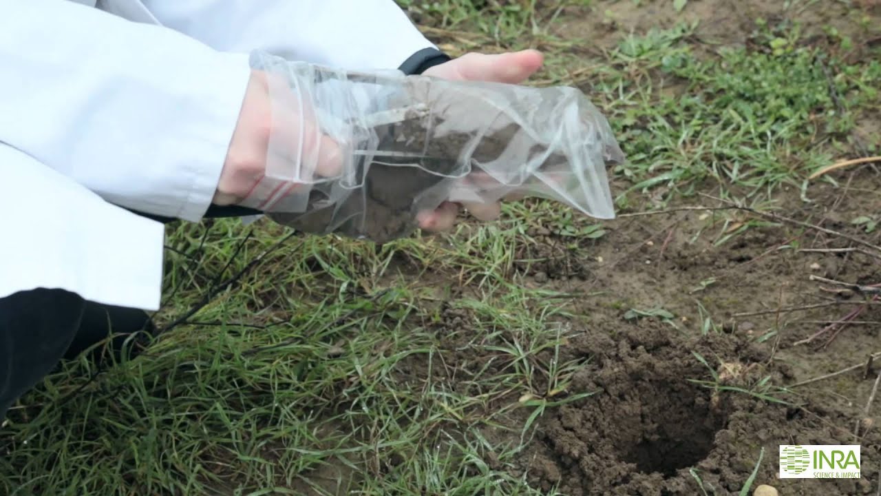 Video by INRA, Dijon - YouTube