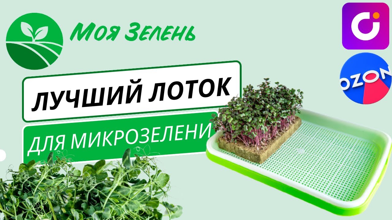 Лучший лоток для выращивания Микрозелени дома - YouTube