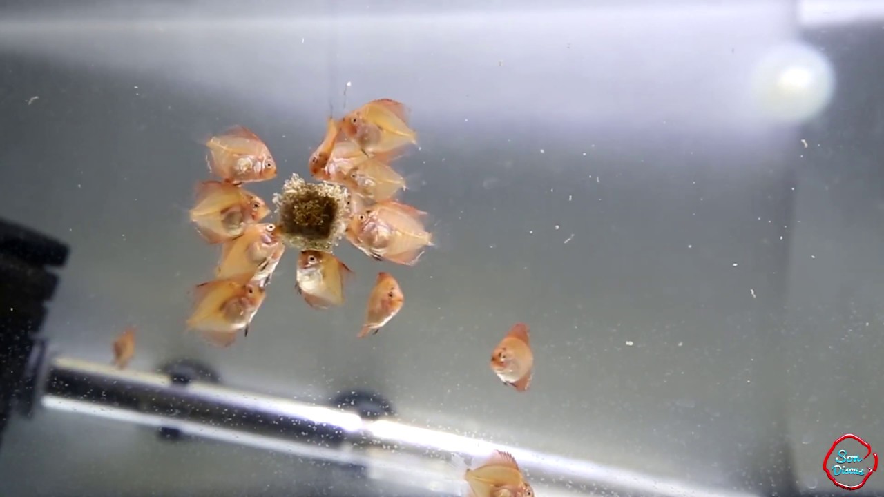 Introducing New Food to Discus Fry - YouTube