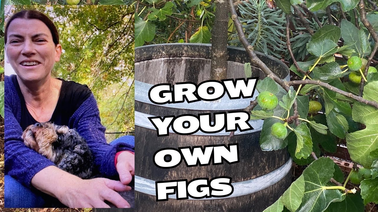How to grow a FIG TREE in a SMALL GARDEN - in a cool climate from ...