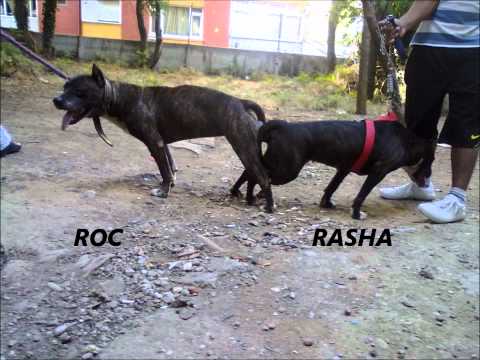 PITBULL  EŞLEŞME 2011  :)