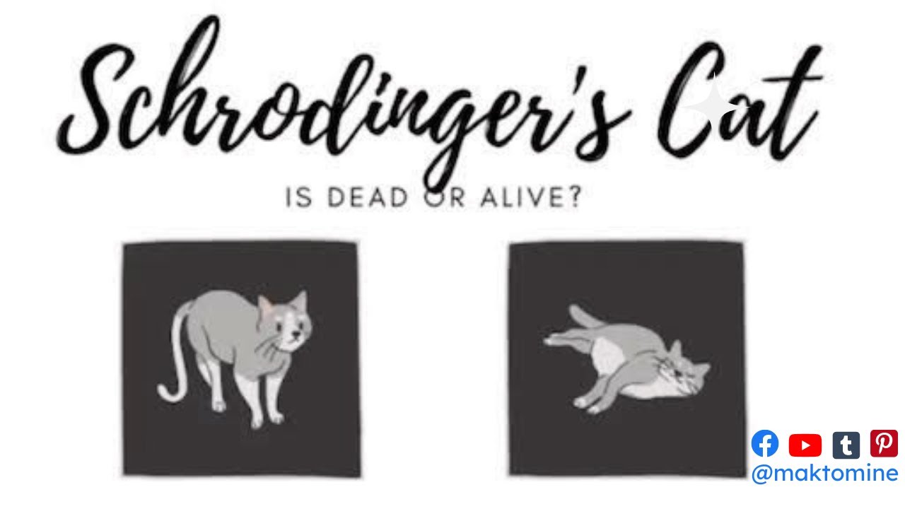 Schrödinger's Cat Paradox: Explaining Quantum Superposition! - YouTube