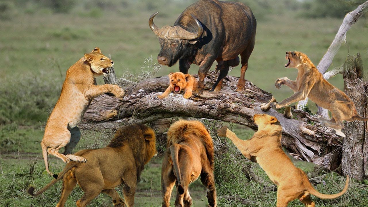 Big Battle Of Buffalo VS Lion | Life Is Not Easy For Lion | Lion Takes ...