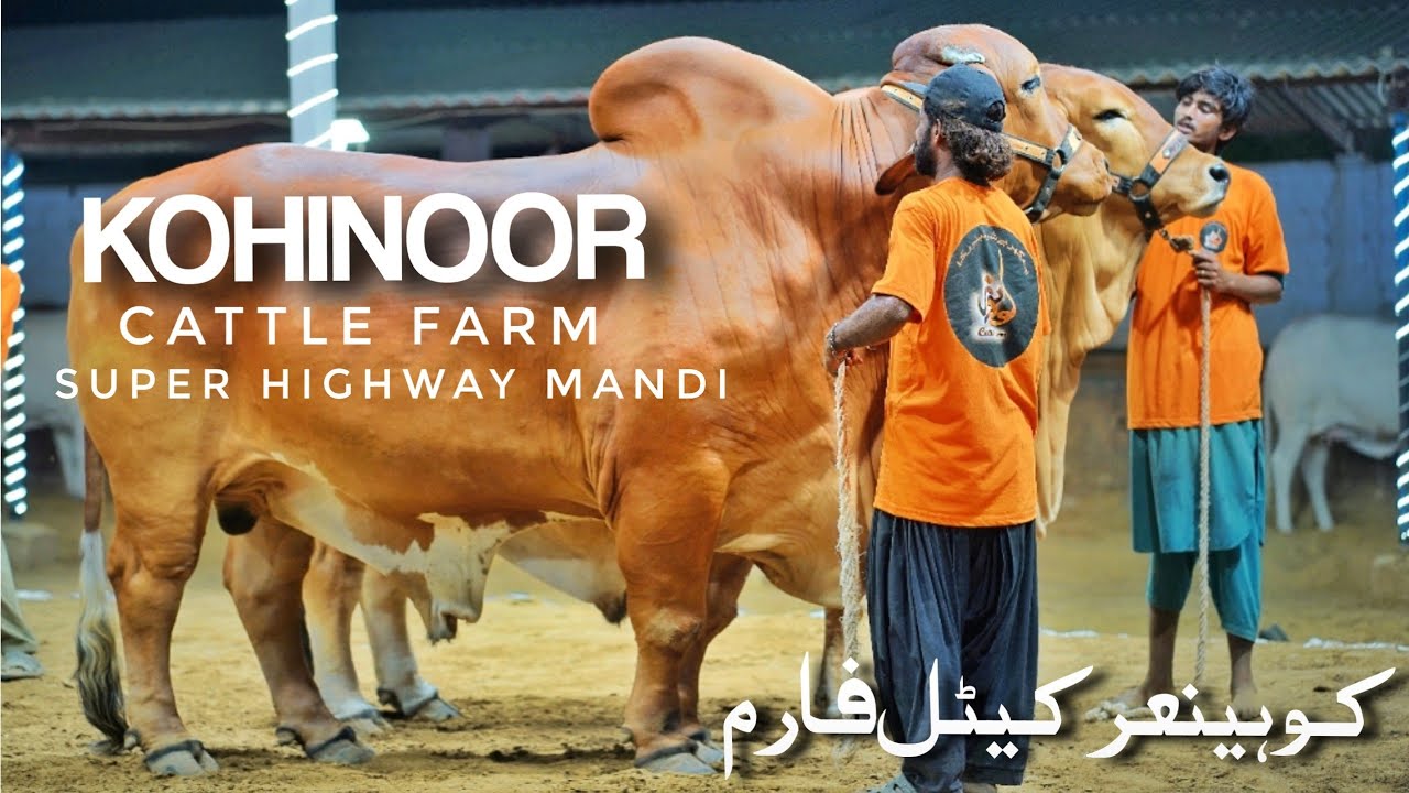 Cattle Farm Super Highway | Cow Mandi Karachi 2023 | Cattle Market ...