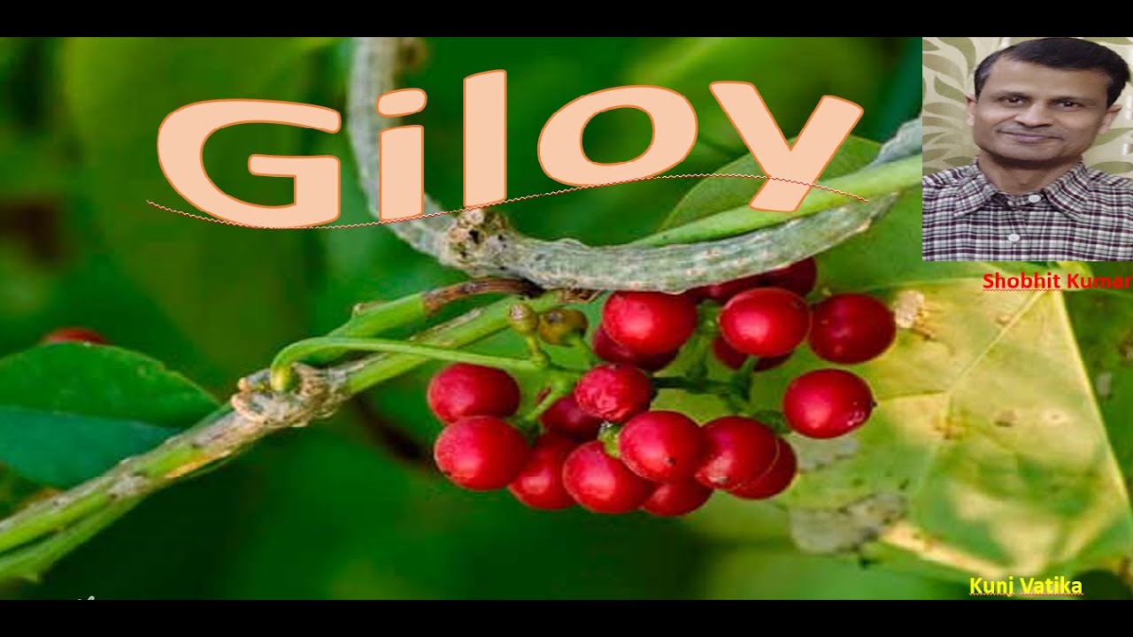 giloy,giloy juice,giloy benefits,how to use giloy, giloy for fever,how ...