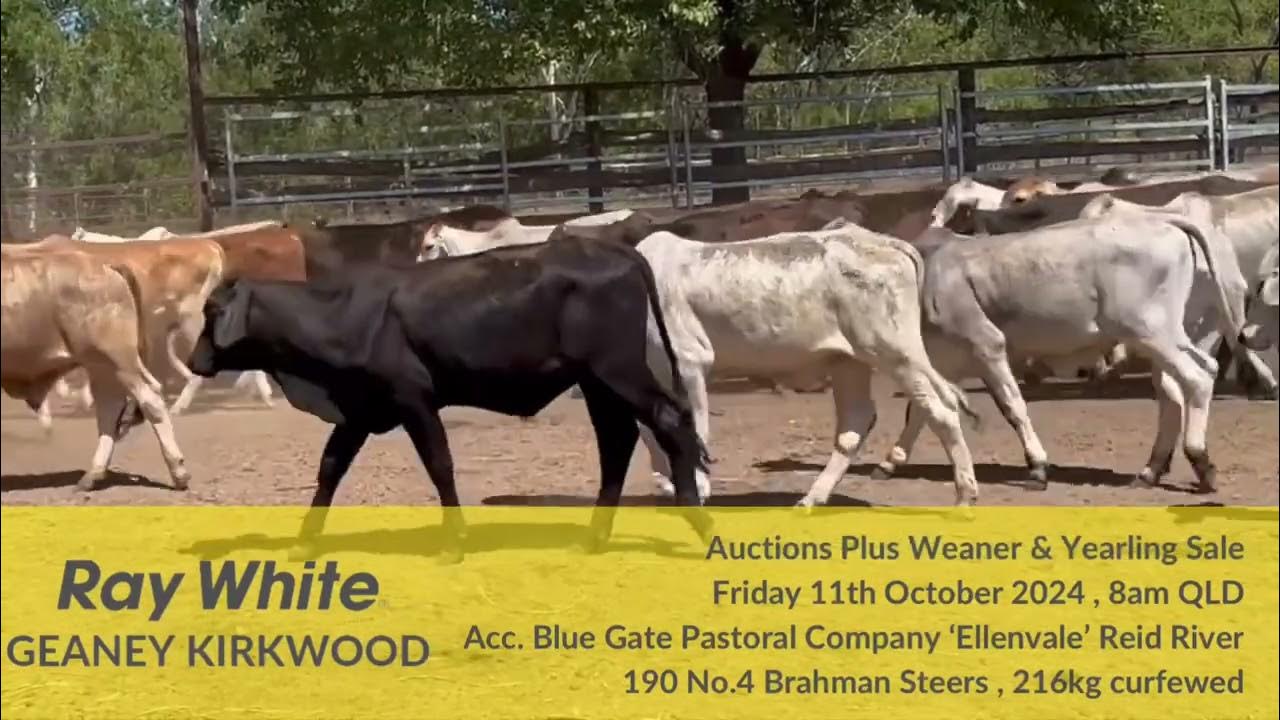Auctions Plus Weaner & Yearling Sale 11.10.24 - Blue Gate Pastoral, 190 Steers - YouTube