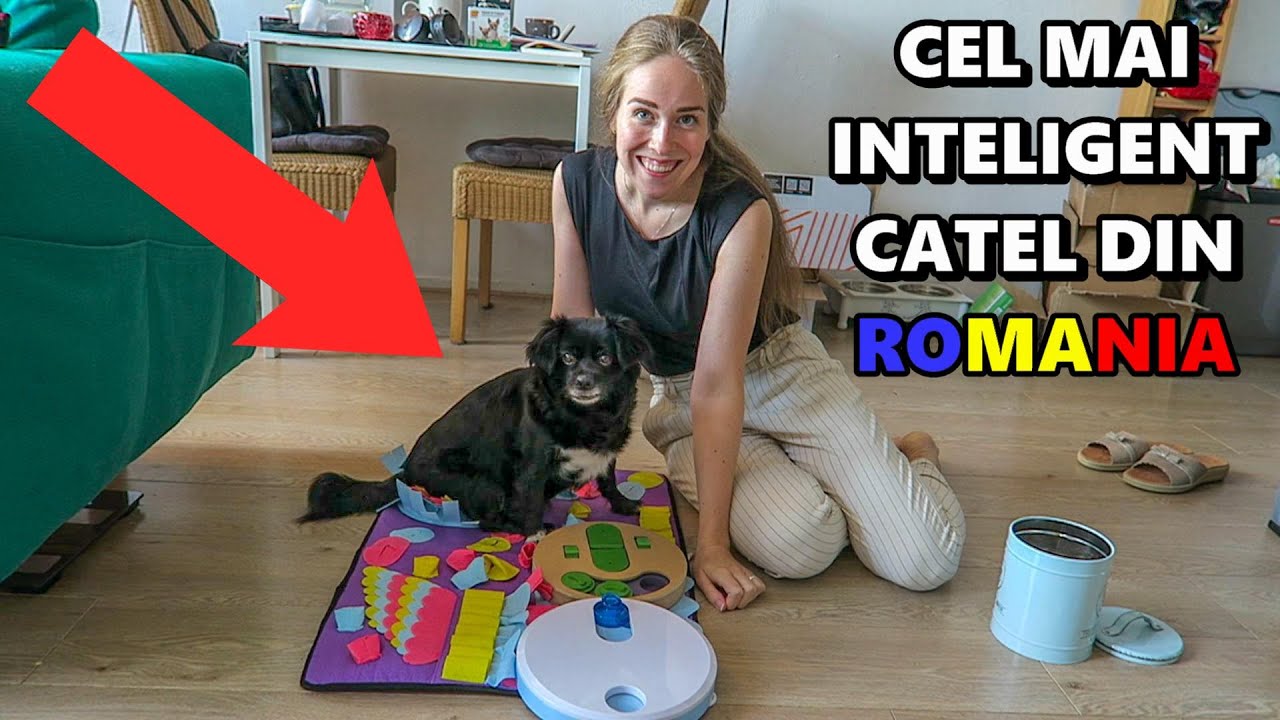 CEL MAI INTELIGENT CATEL DIN ROMANIA - YouTube