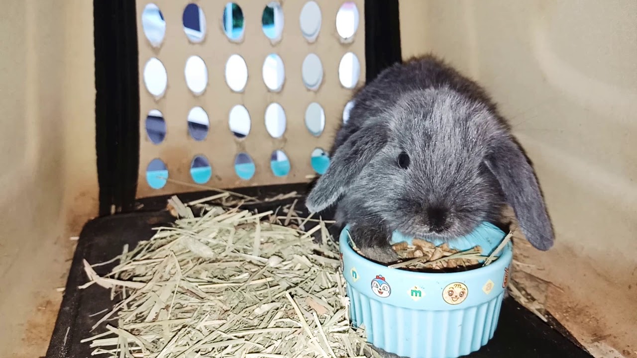 Gray baby holland lop - YouTube