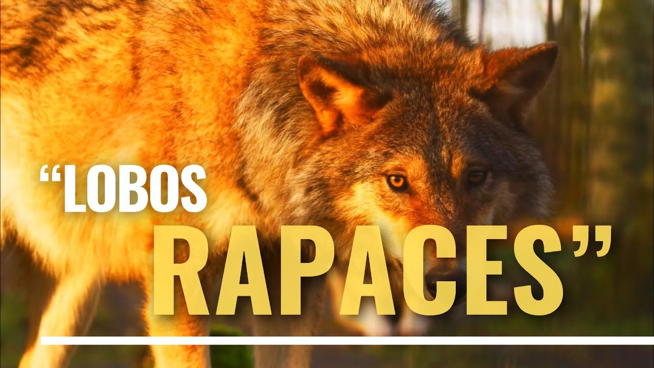“Lobos RAPACES” VOLVIENDO A SU PALABRA 🔰 - YouTube