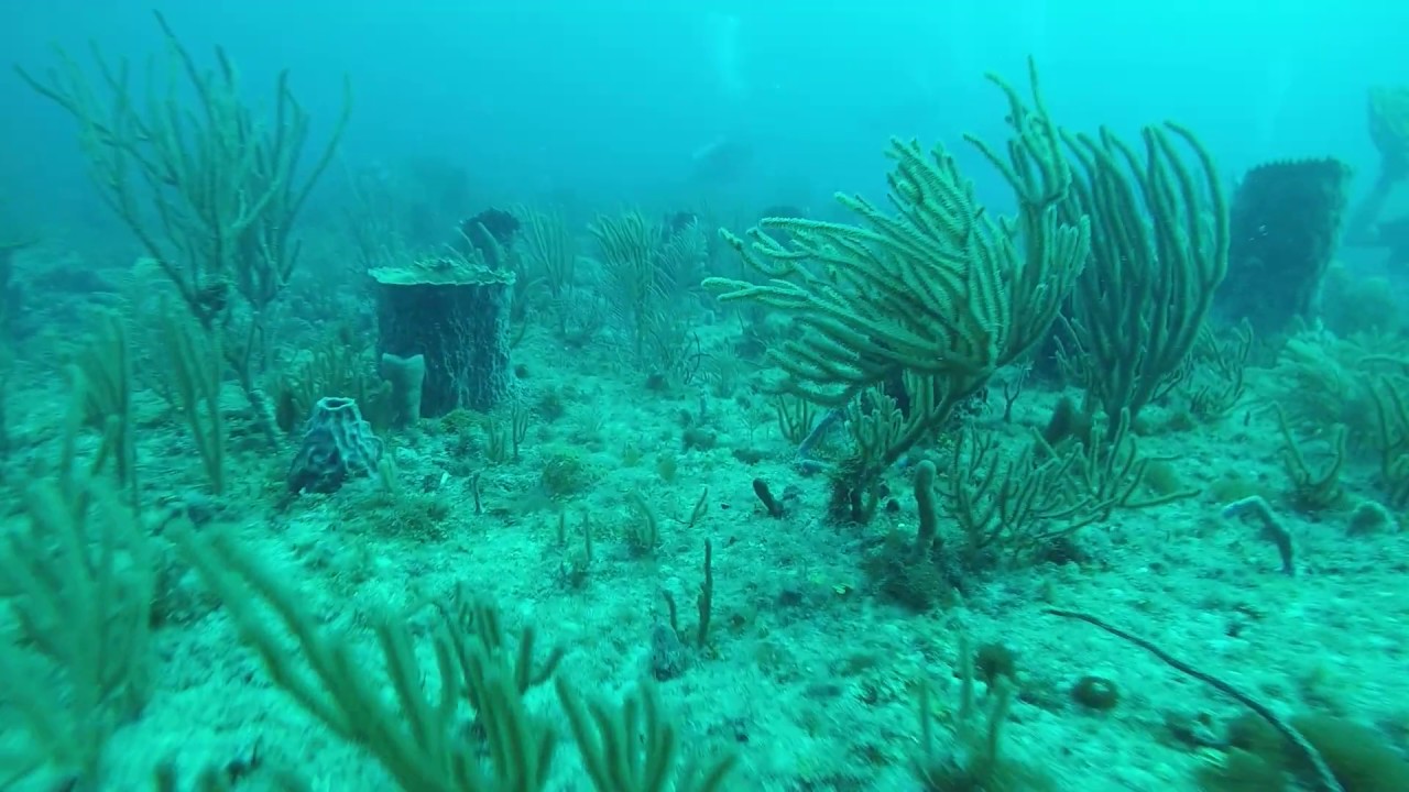 Scuba diving a reef off of Pompano beach Florida (Part 2) - YouTube