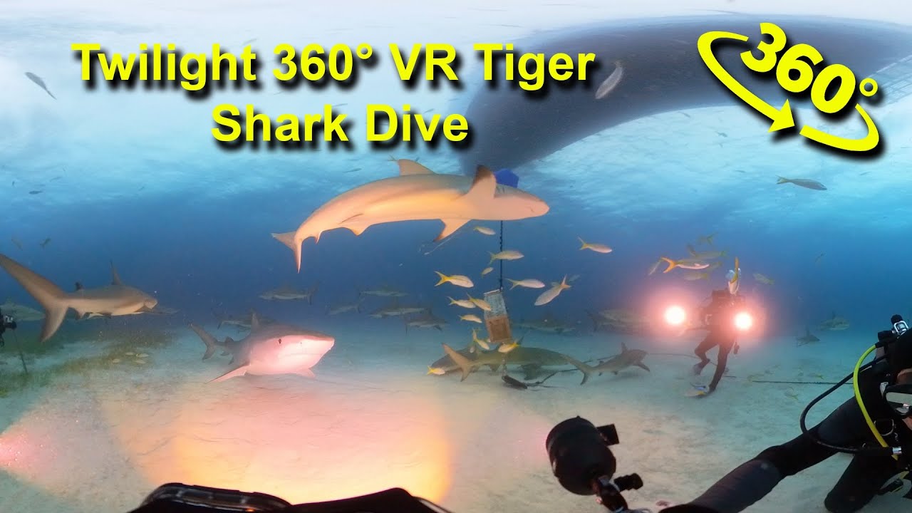 360° Tiger Shark Dive Twilight #360 #shark #sharks #sharkweek #ocean # ...