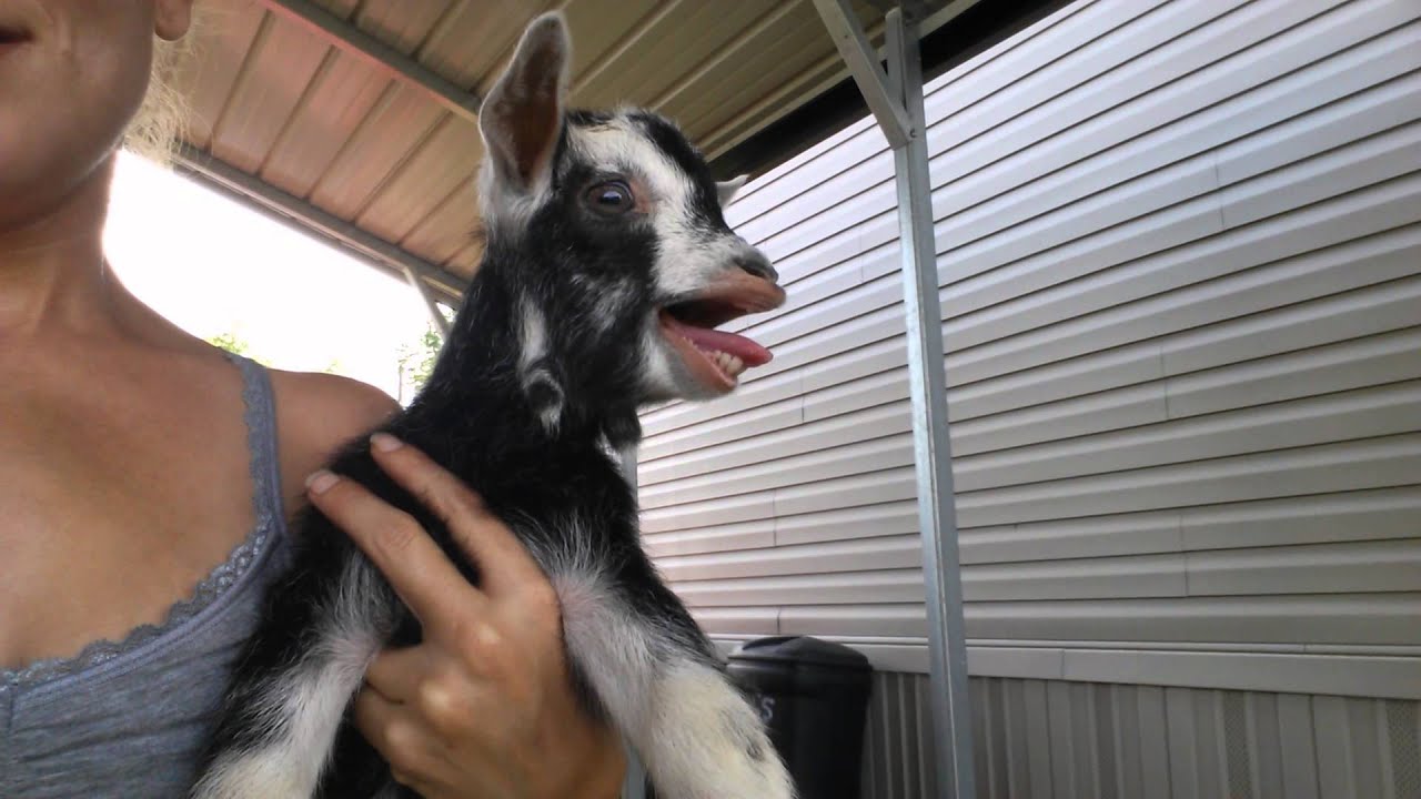 Bleating goat kid - YouTube