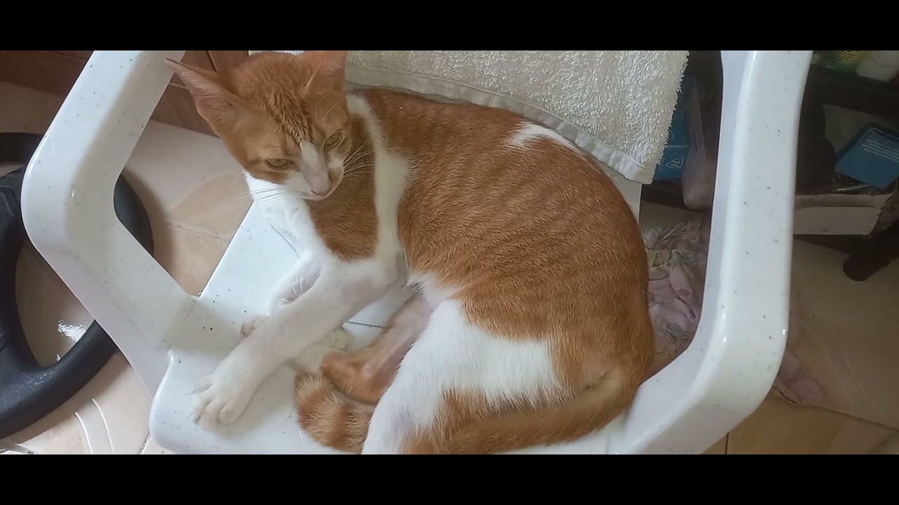 Cute Ginger Tabby Puspin Cat - YouTube