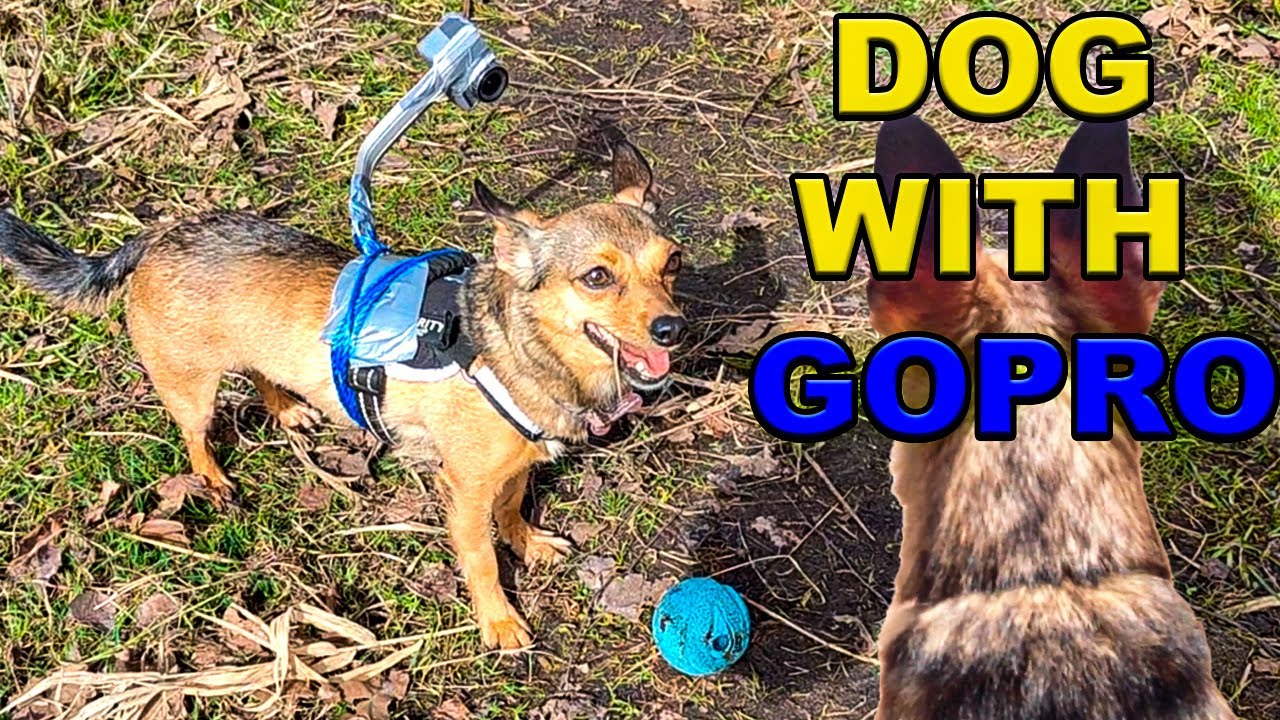 DOG WITH GOPRO - YouTube