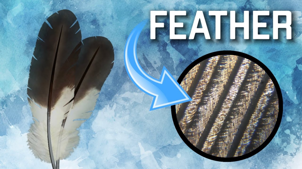 Bird Feather Under the Microscope - YouTube