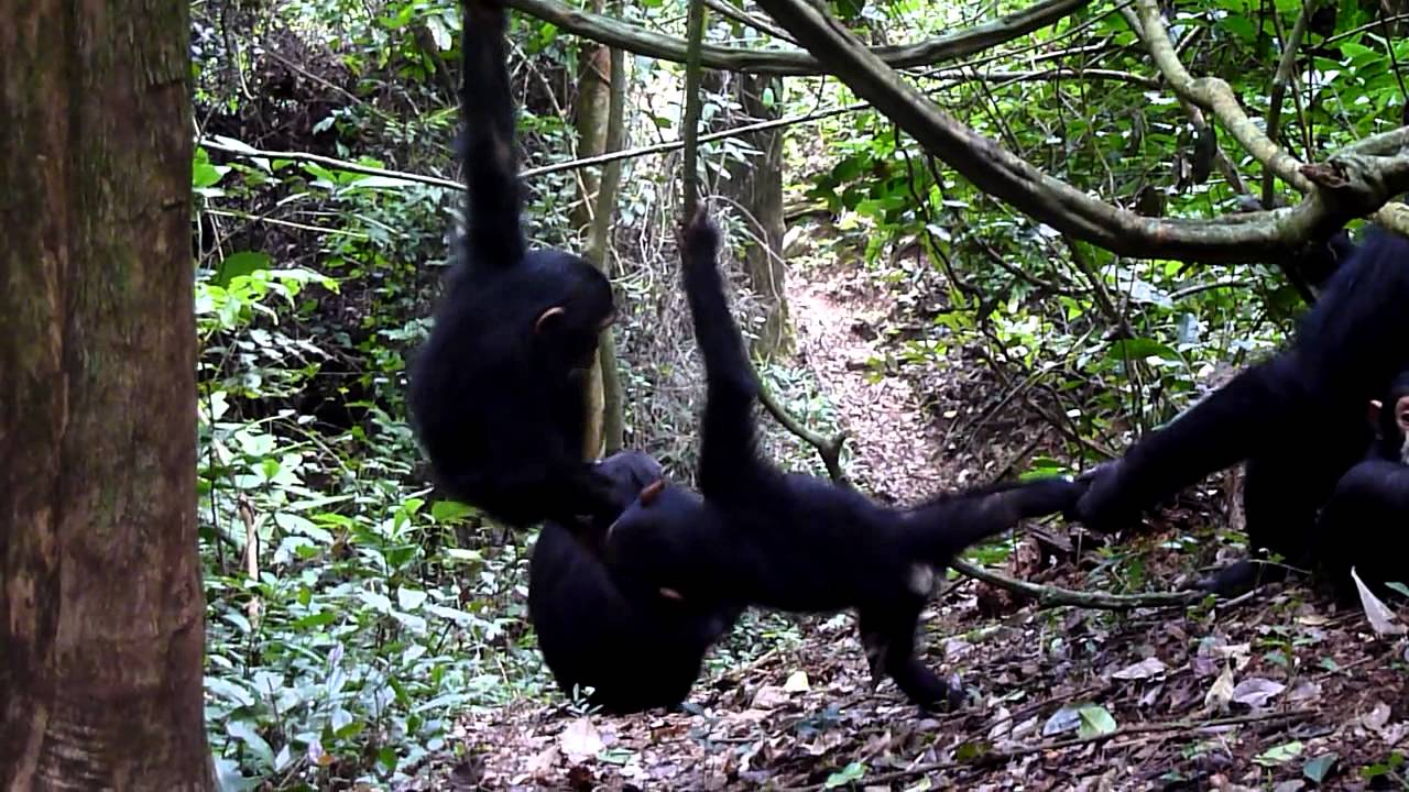 Baby Chimps playing - YouTube
