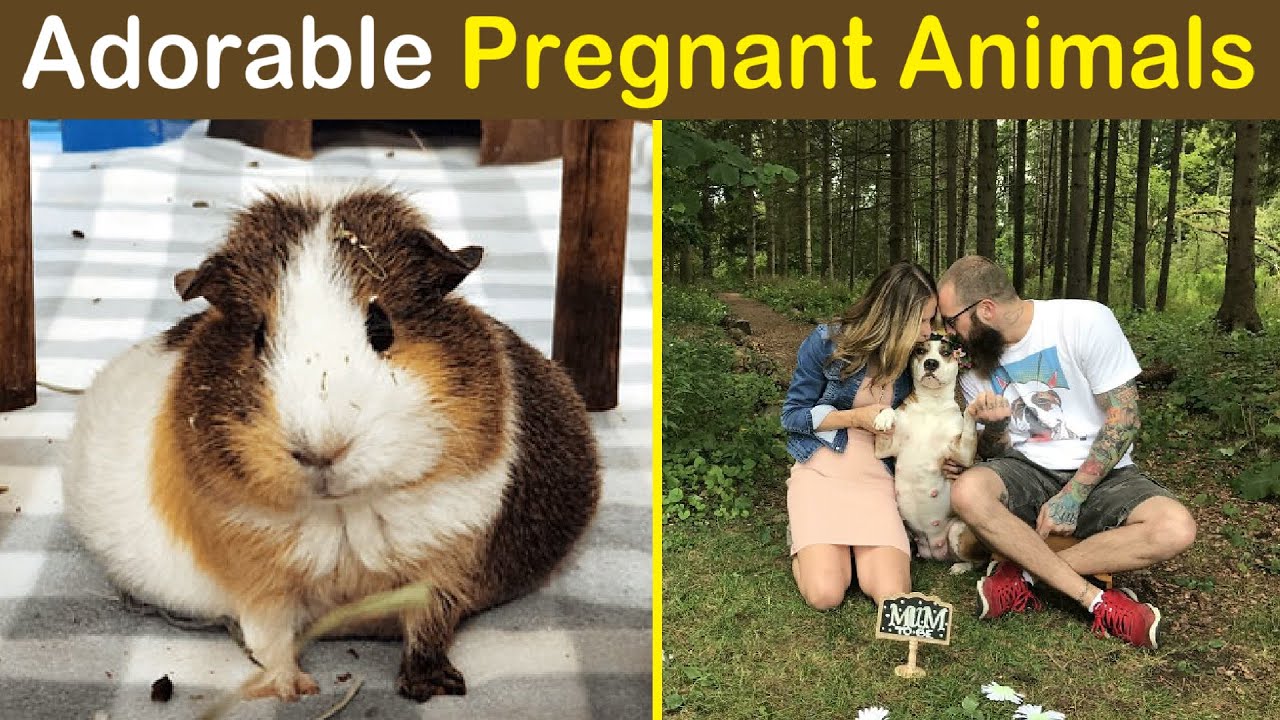 The Most Adorable Photos Of Pregnant Animals (New Pics) | Happy Bears ...