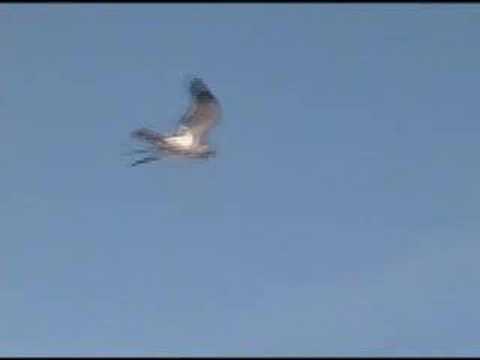 Northern Harrier Hawk in Flight (male) - YouTube